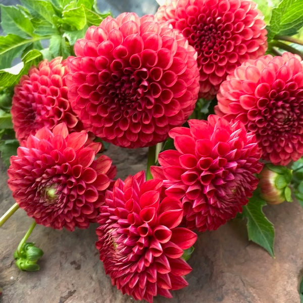 Valley Rust Bucket – The Bloom Flower Farm